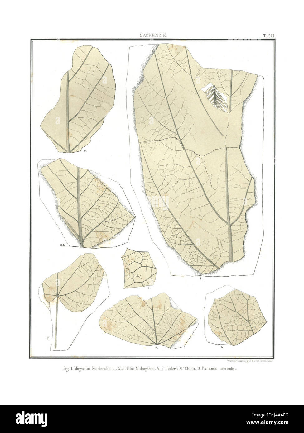 Research focuses on plants Cut Out Stock Images & Pictures - Alamy