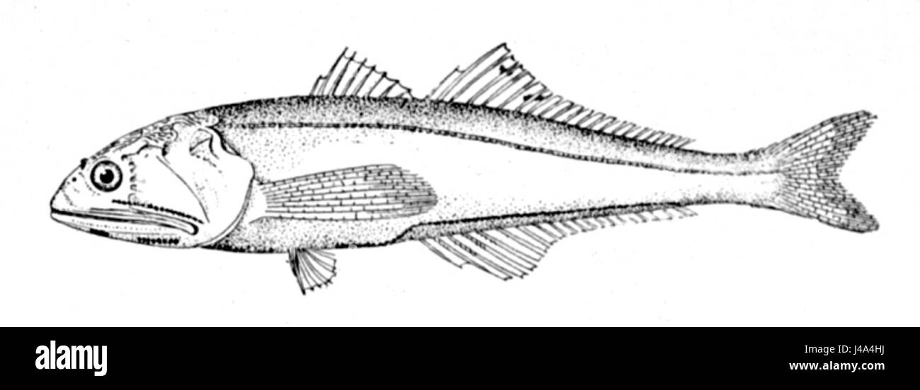 Atlantic communication Cut Out Stock Images & Pictures - Alamy