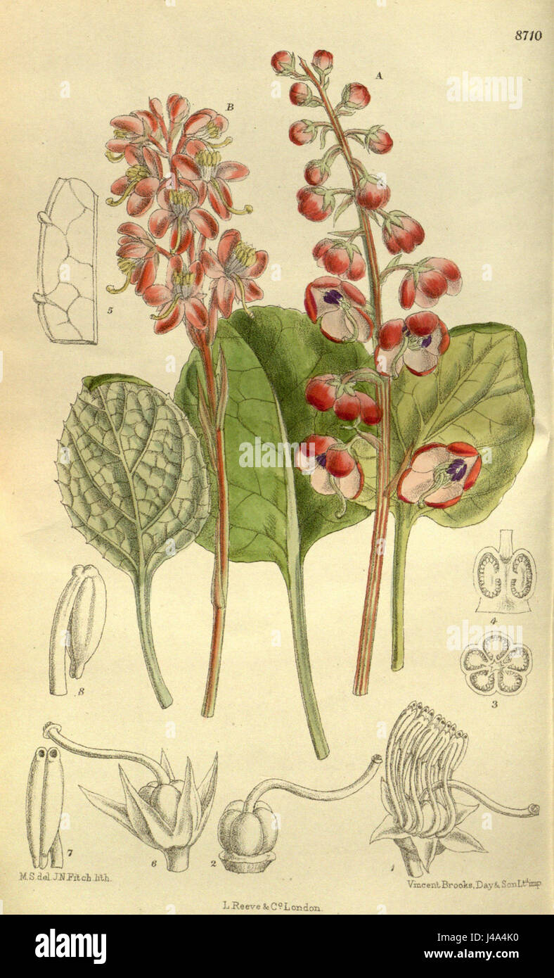 Pyrola bracteata hi-res stock photography and images - Alamy