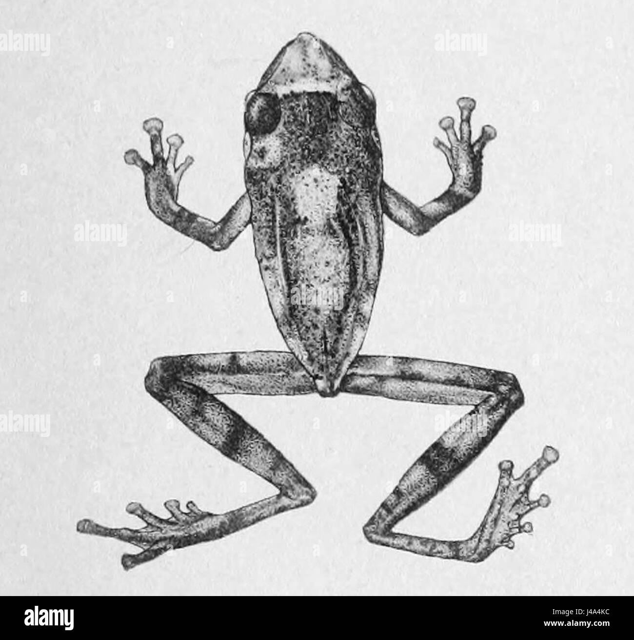 Shrub specimen Black and White Stock Photos & Images - Alamy