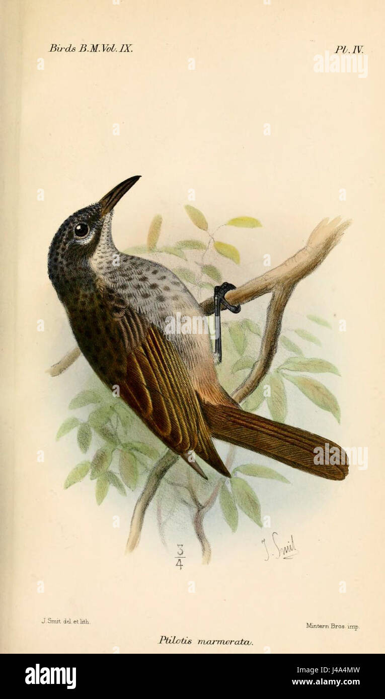 This refers to a species of bird known as the Ptilotis marmorata, or ...