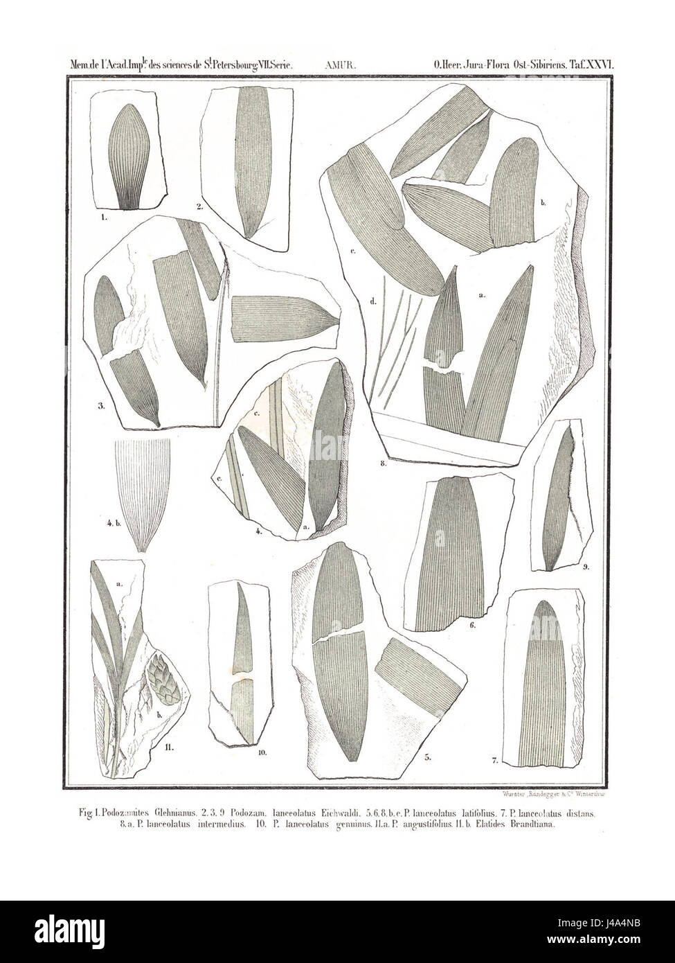 Polarflora 4 393 is a botanical reference, detailing plants from polar ...