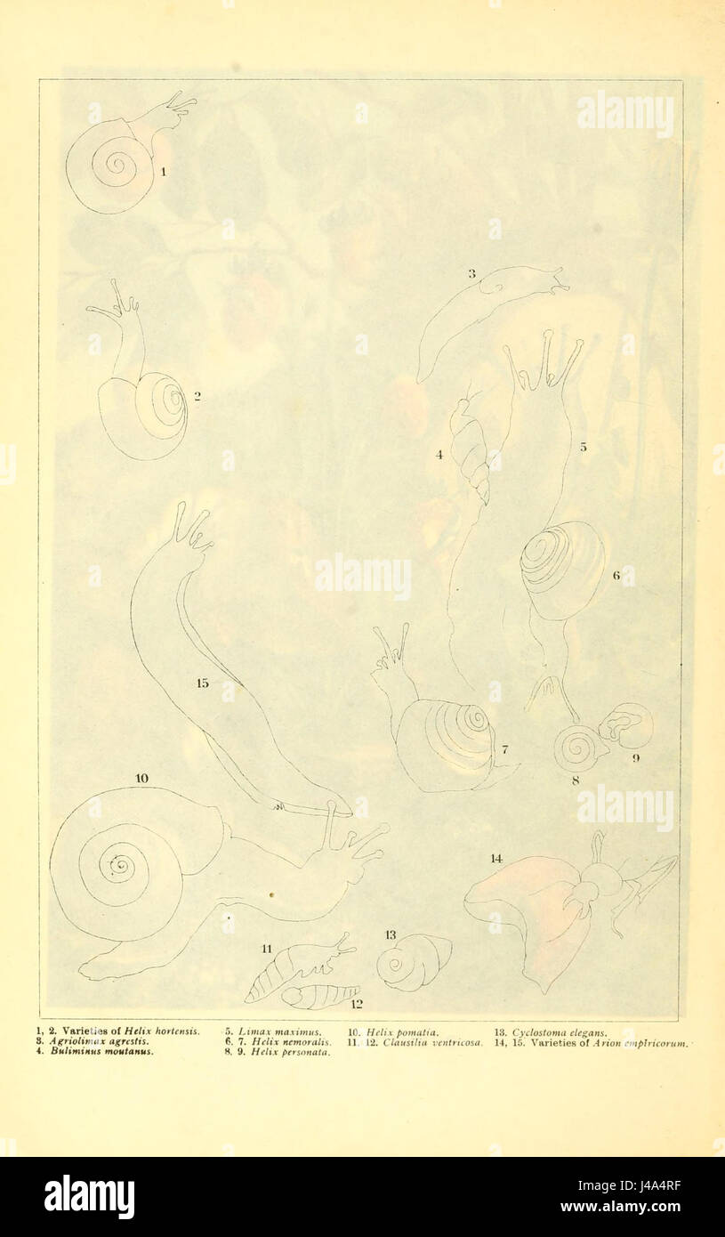 Pulmonata refers to a group of gastropods, or snails, that possess a ...