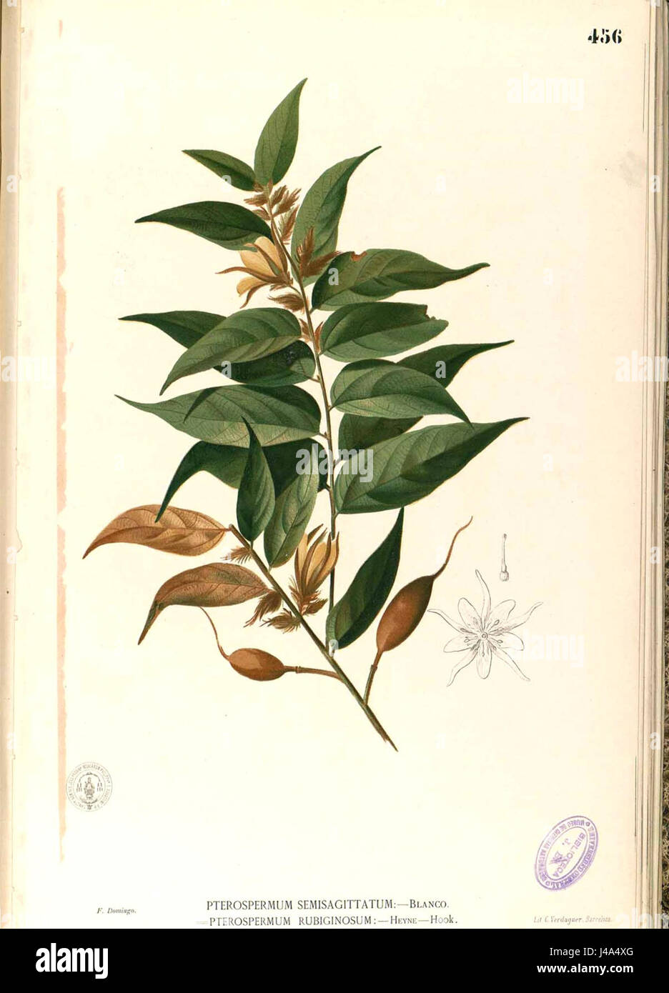 Pterospermum High Resolution Stock Photography and Images - Alamy