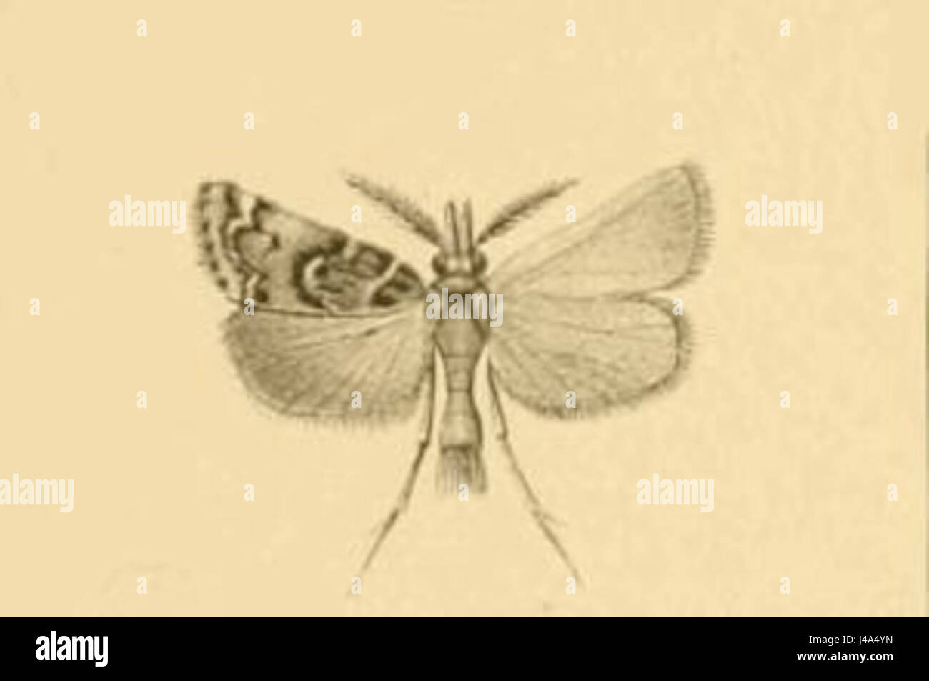 Moths include hi-res stock photography and images - Alamy