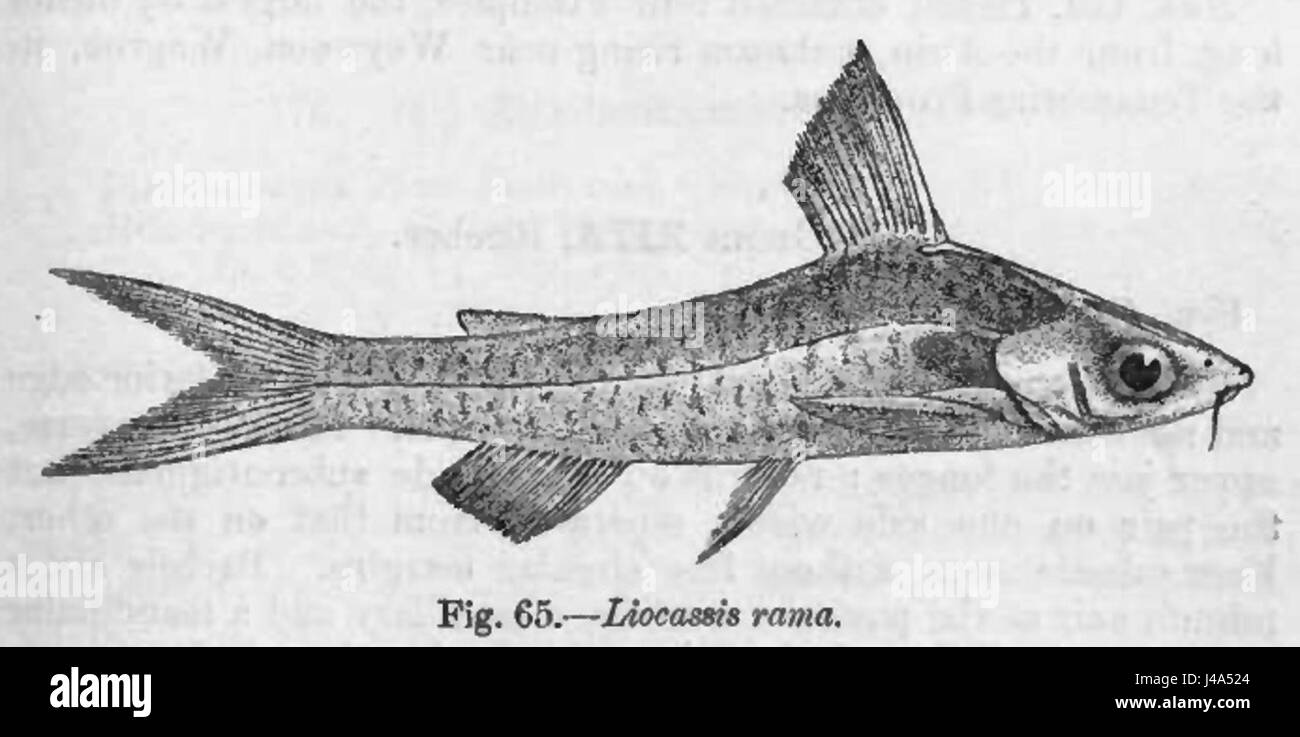 Day festivals Black and White Stock Photos & Images - Alamy