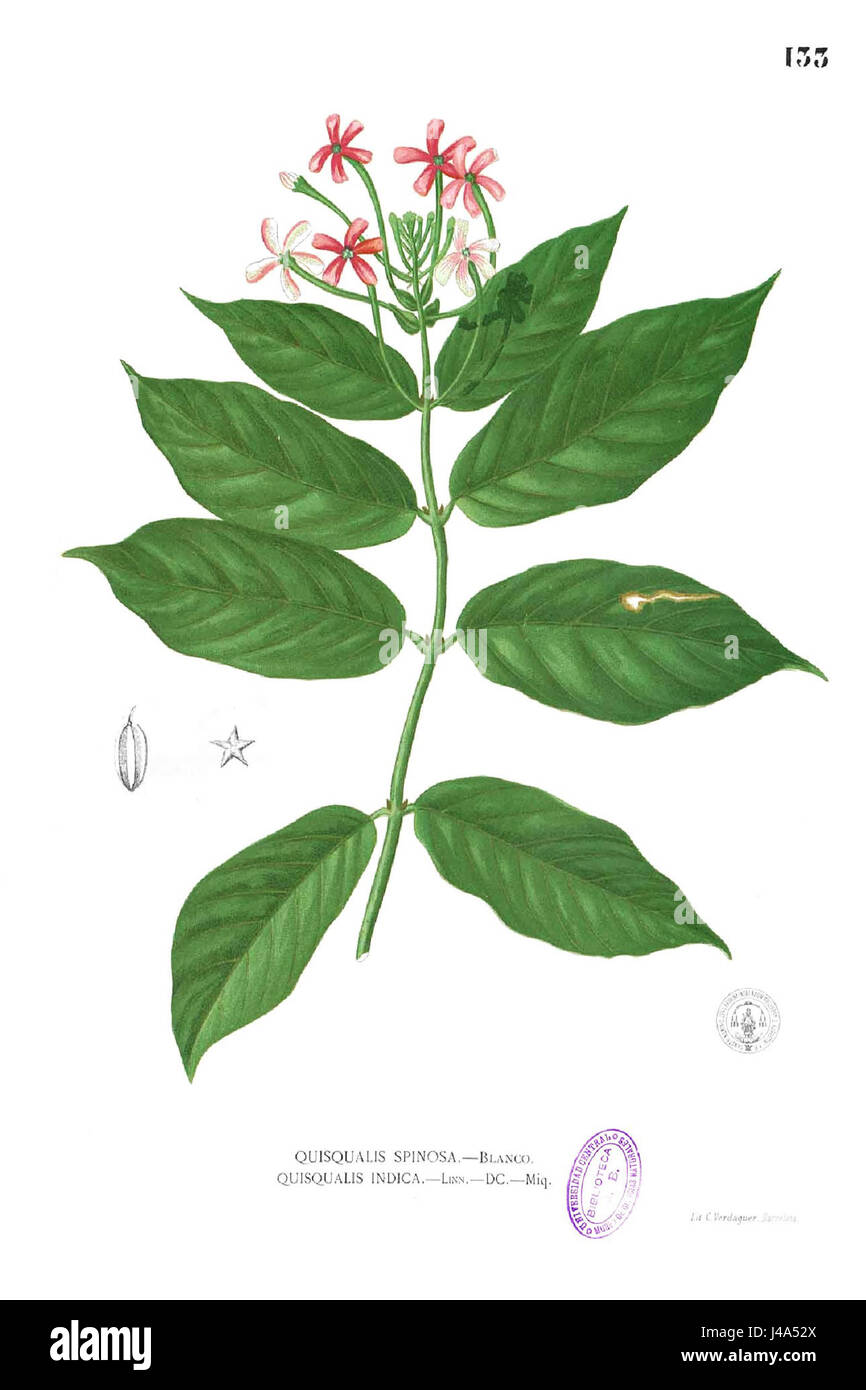 Quisqualis malabarica Blanco1.133 Stock Photo - Alamy
