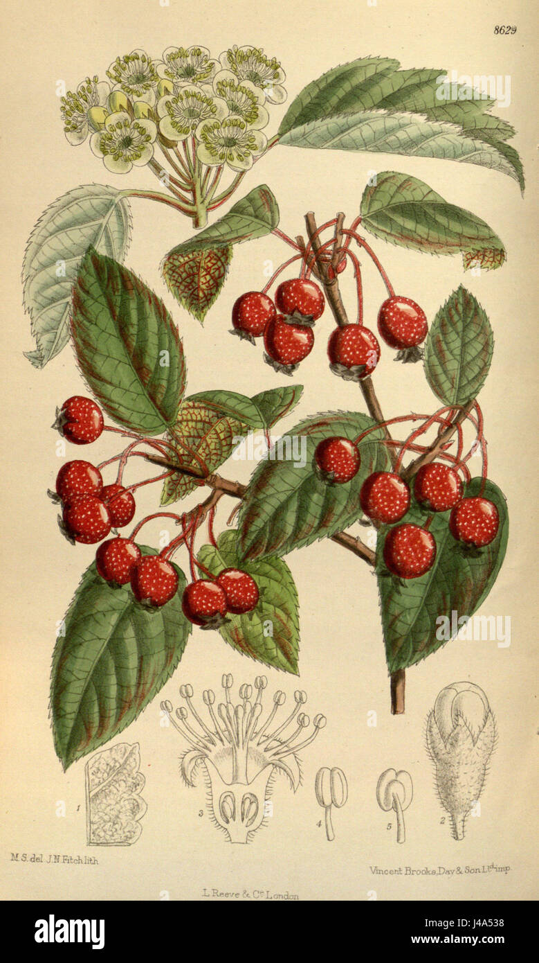 Pyrus yunnanensis is a species of pear tree native to the Yunnan ...