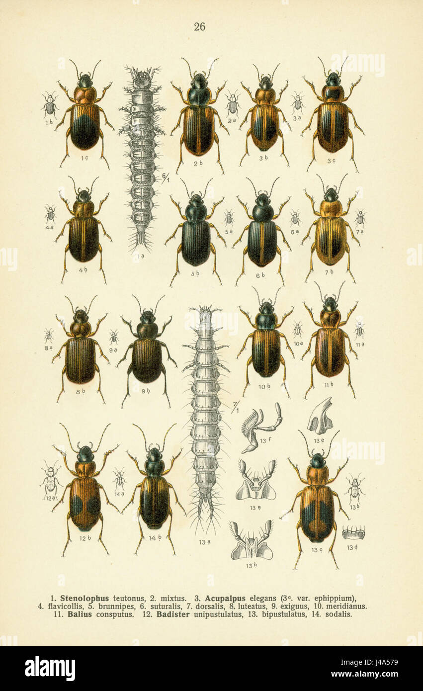 Reitter 1908 table26 Stock Photo - Alamy