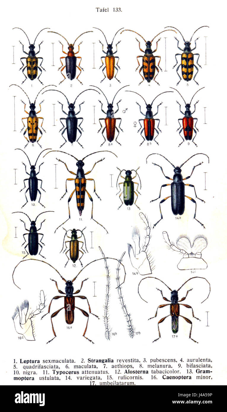 Reitter 1912 bugs3133 refers to a collection or study related to ...