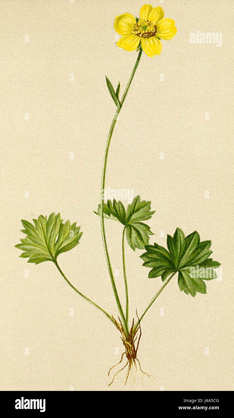 Ranunculus tuberosus Atlas Alpenflora Stock Photo - Alamy