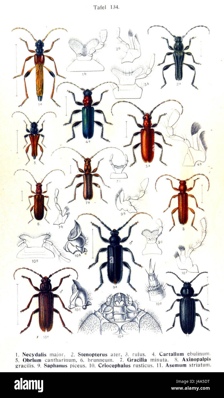 Reitter 1912 bugs3134 Stock Photo - Alamy