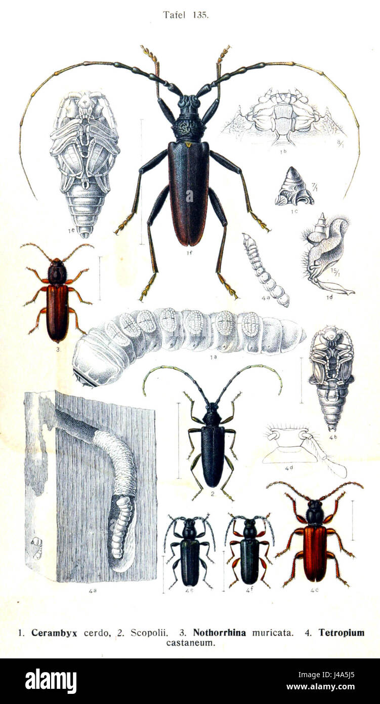 A 1912 illustration from Reitter depicting various types of bugs ...