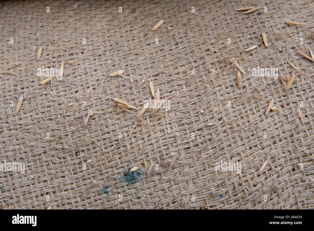 Leftover grains of rice on a burlap sack in New Delhi, India Stock ...