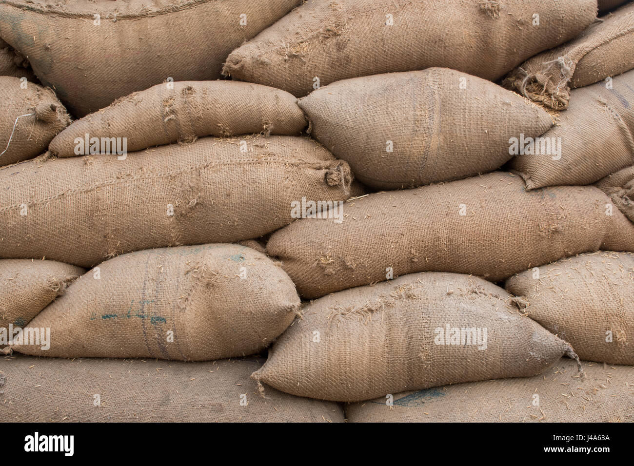 Local grains are stacked in a farming facility in New Delhi, India ...
