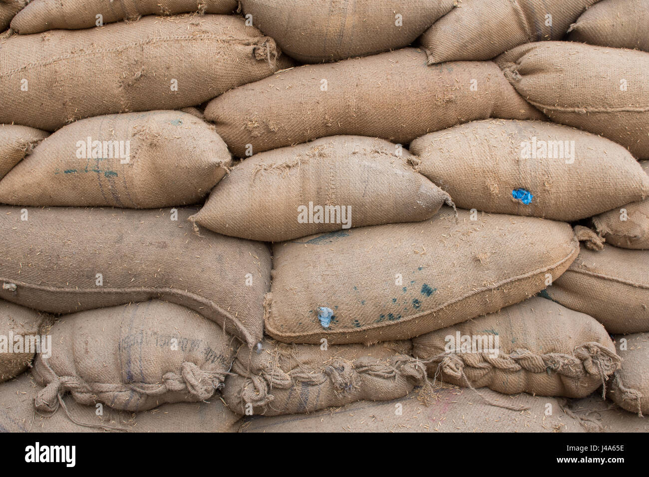 Local grains are stacked in a farming facility in New Delhi, India ...