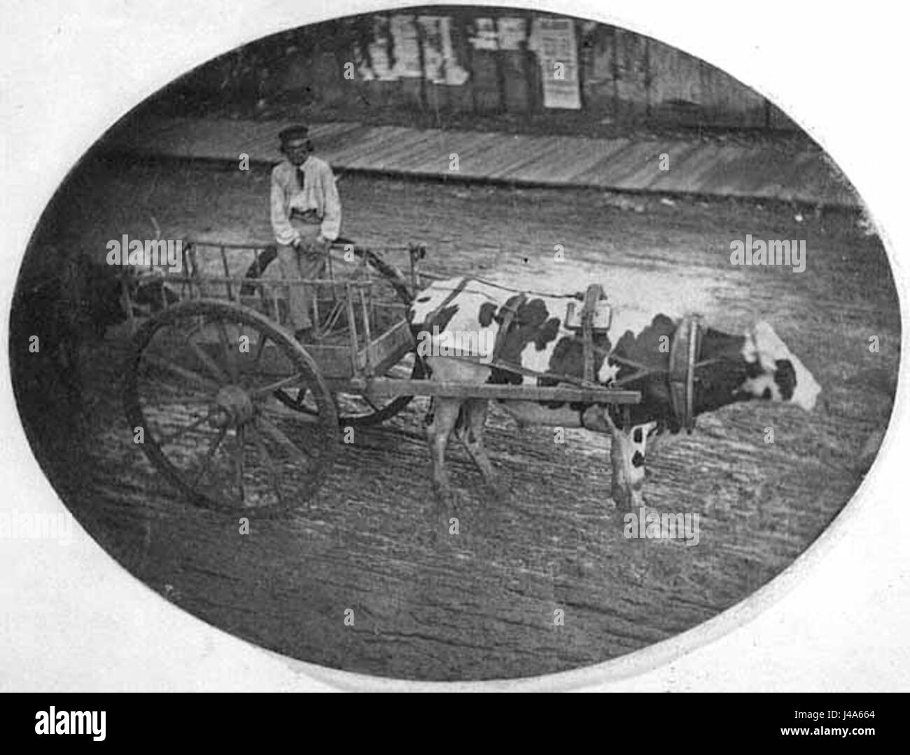 Ox, cart, vintage photo Black and White Stock Photos & Images - Alamy