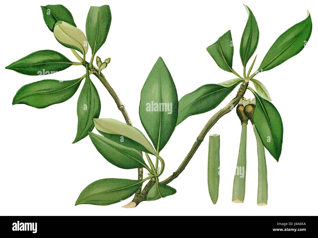 This is a botanical reference to Rhizophora mangle, commonly known as ...