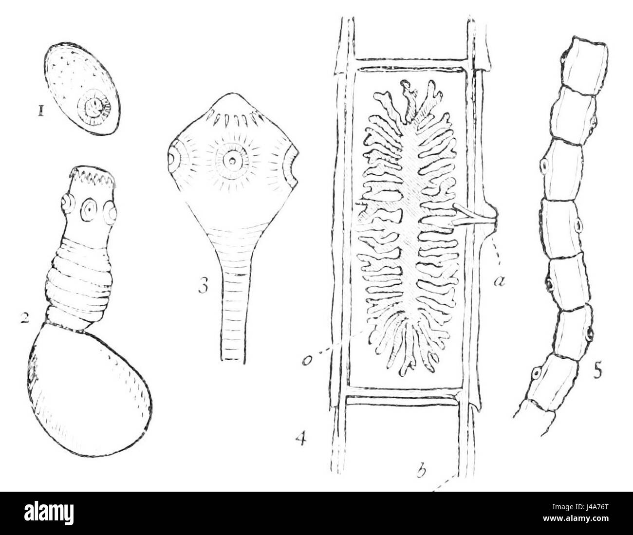 PSM V16 D664 presents a scientific exploration into the morphology of ...