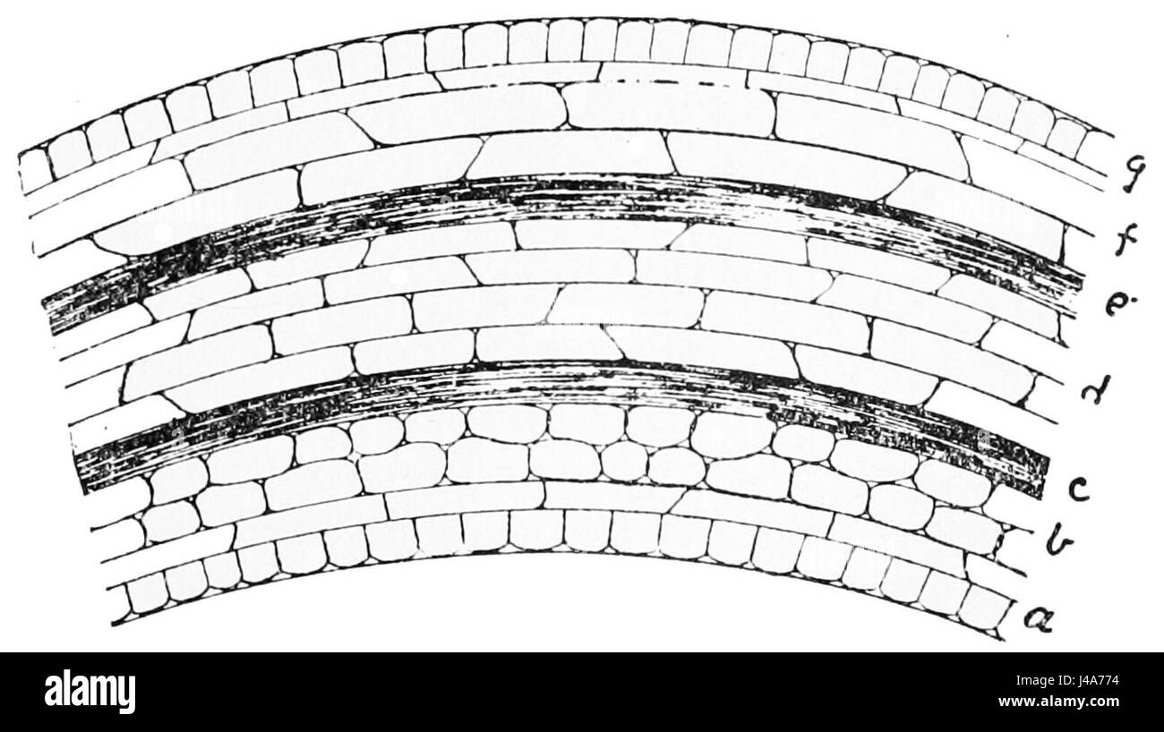 This image shows a longitudinal section of a tendril curvature, likely ...