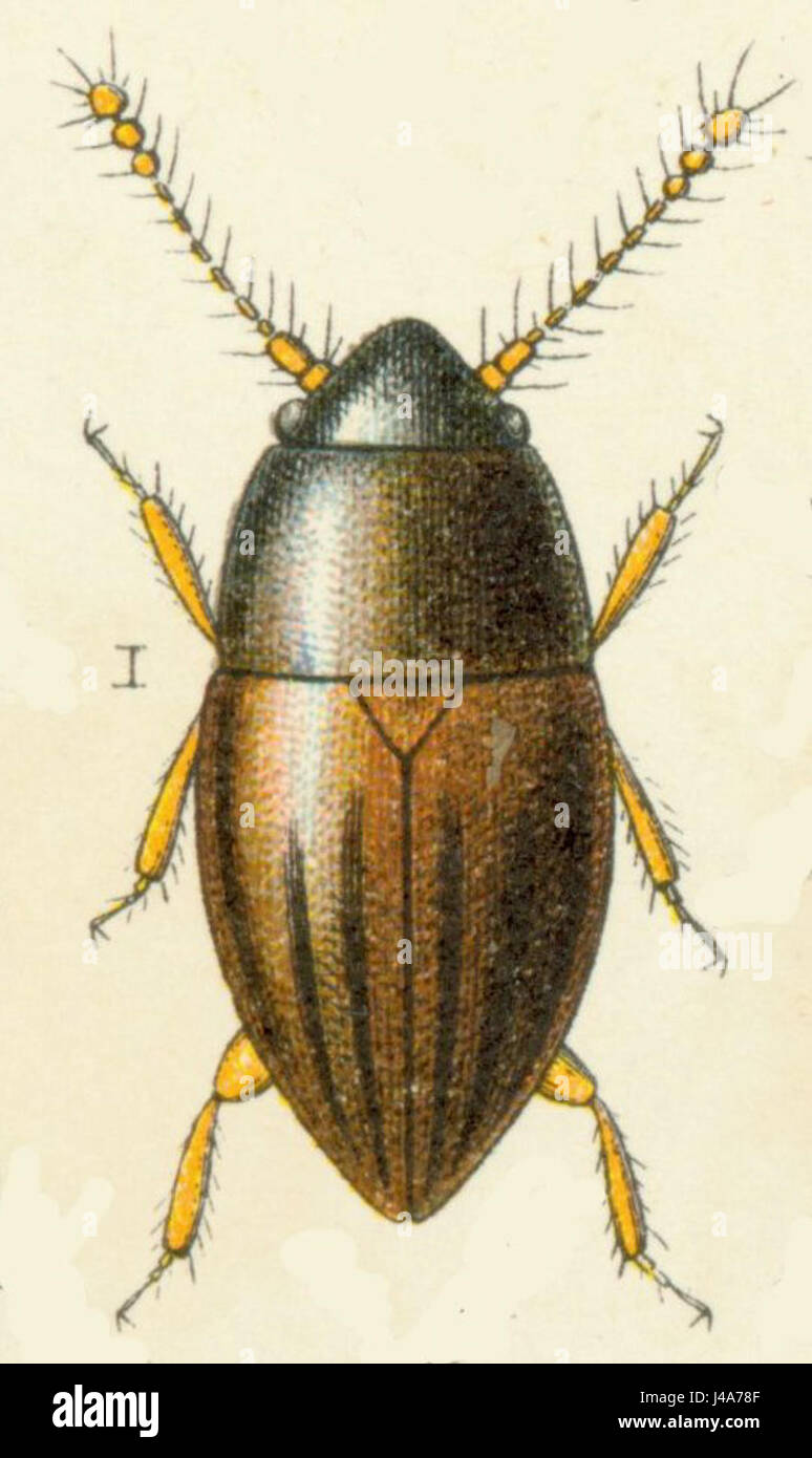 Ptenidium gressneri is a species of beetle in the family Ptiliidae. This small beetle is known ...