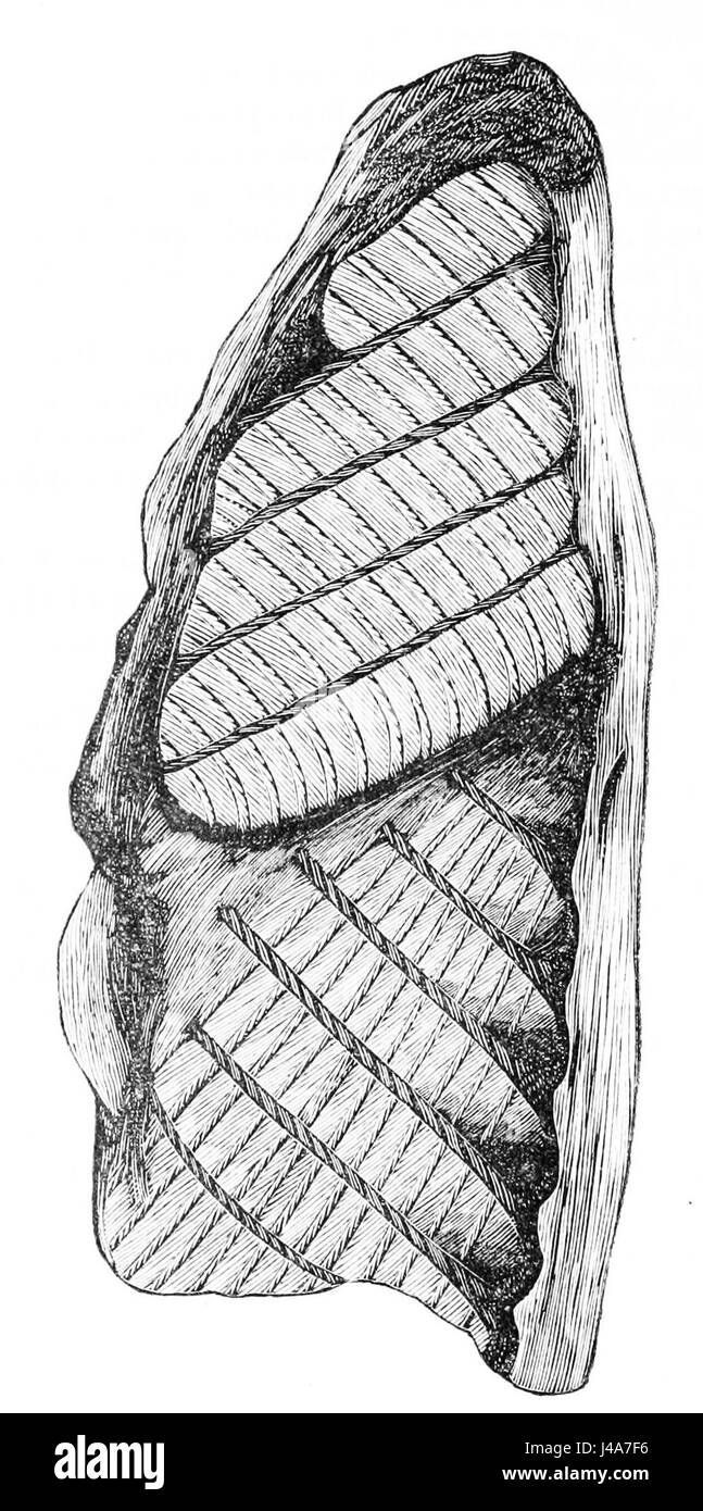 Traditional native american crafts Cut Out Stock Images & Pictures - Alamy