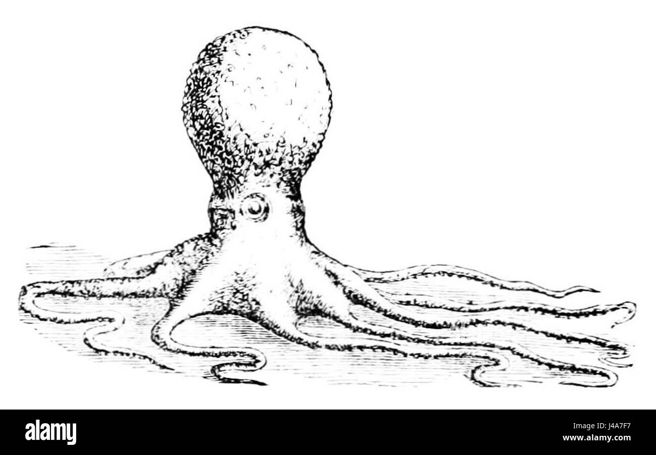 Illustration octopus in sea Cut Out Stock Images & Pictures - Alamy