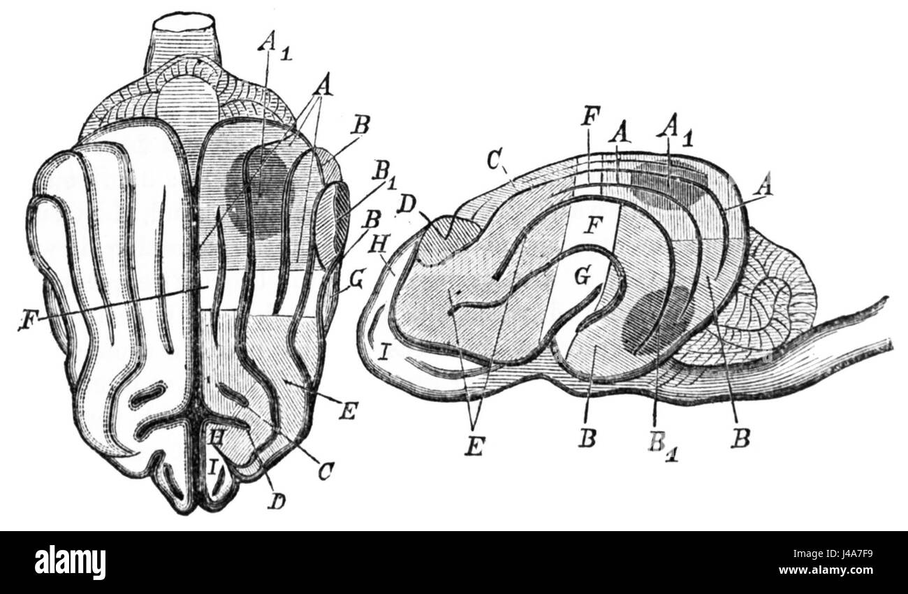 Vintage brain diagram hi-res stock photography and images - Alamy