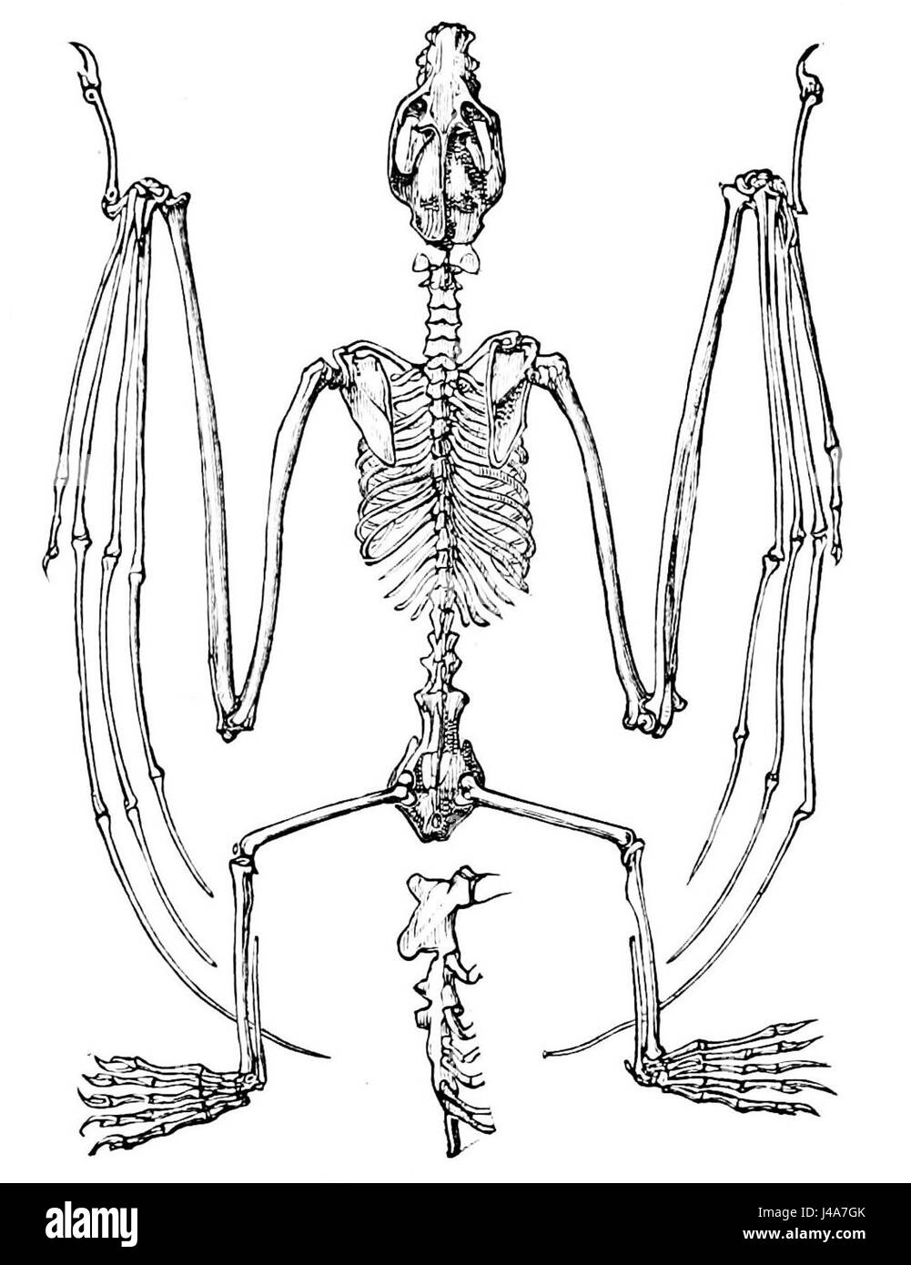 Bat skeleton illustration hi-res stock photography and images - Alamy