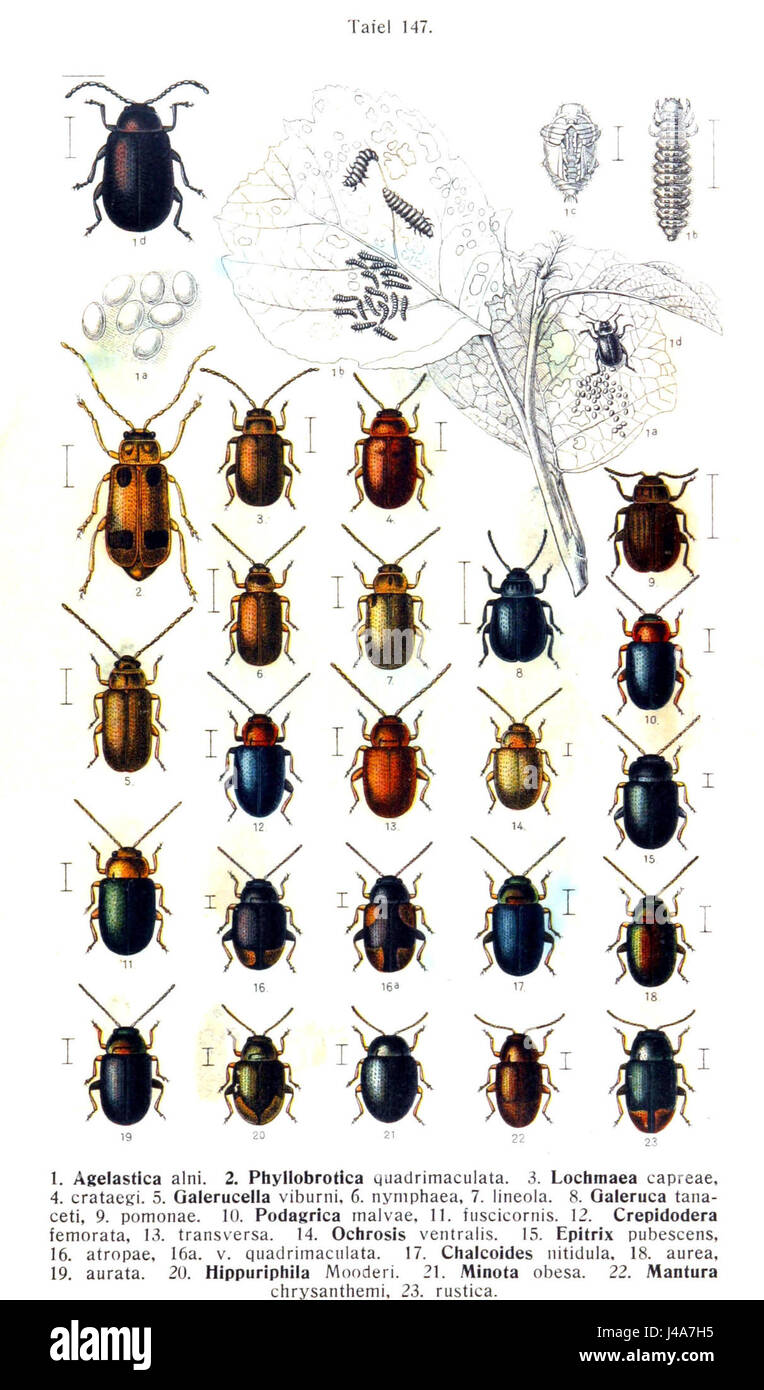 Reitter 1912 bugs3147 Stock Photo - Alamy