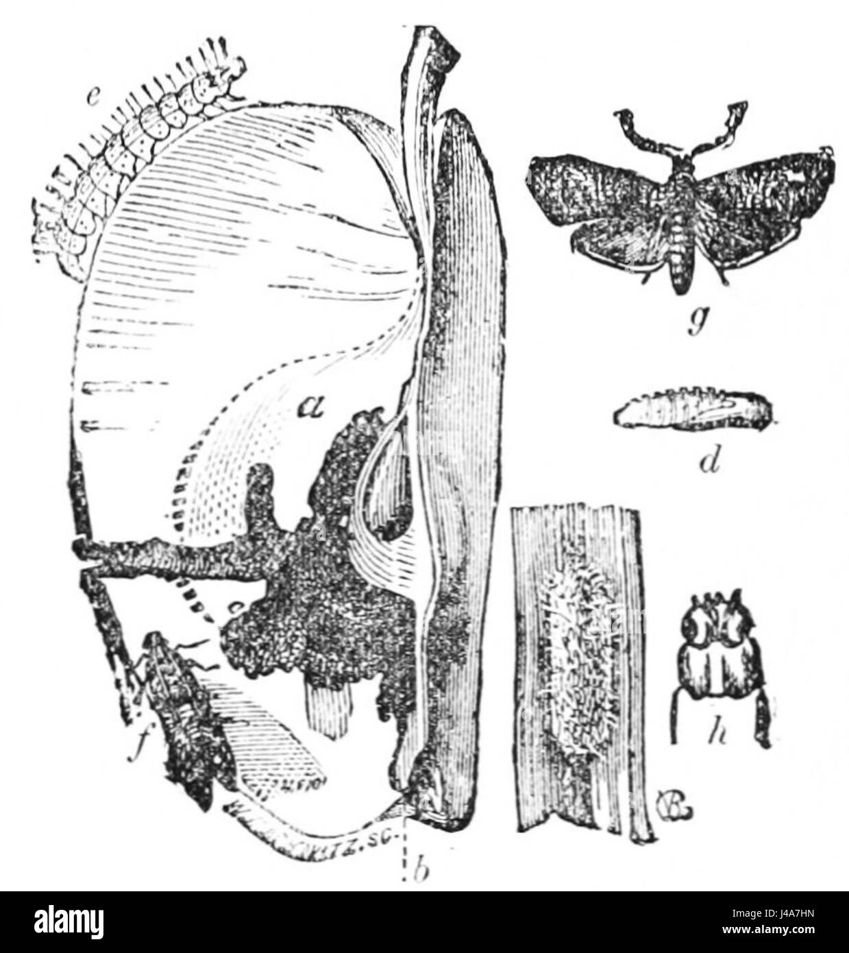 Moth monitoring Black and White Stock Photos & Images - Alamy