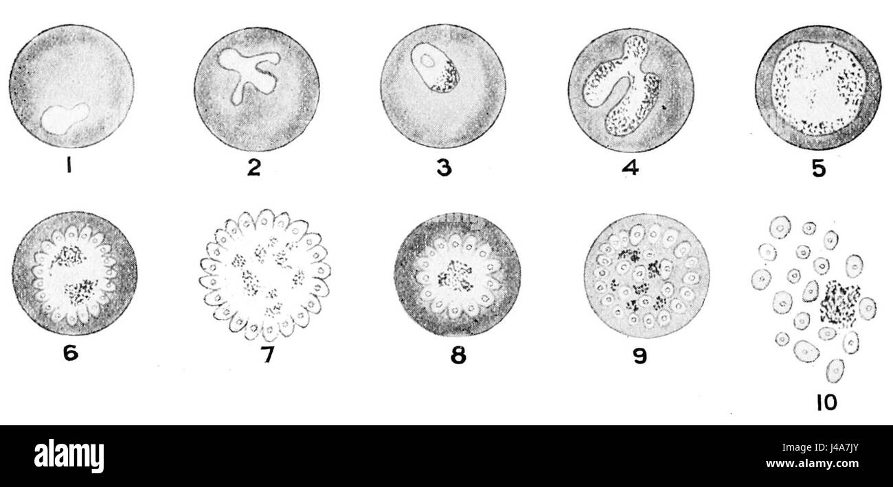 Parasite science Cut Out Stock Images & Pictures - Alamy