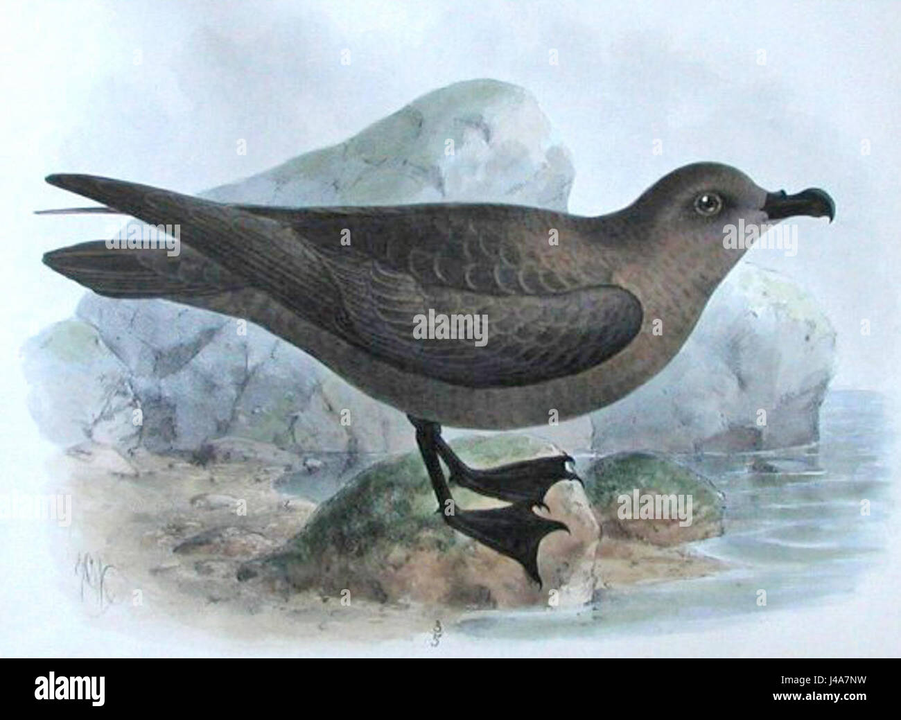 Pterodroma macroptera Godman Stock Photo - Alamy