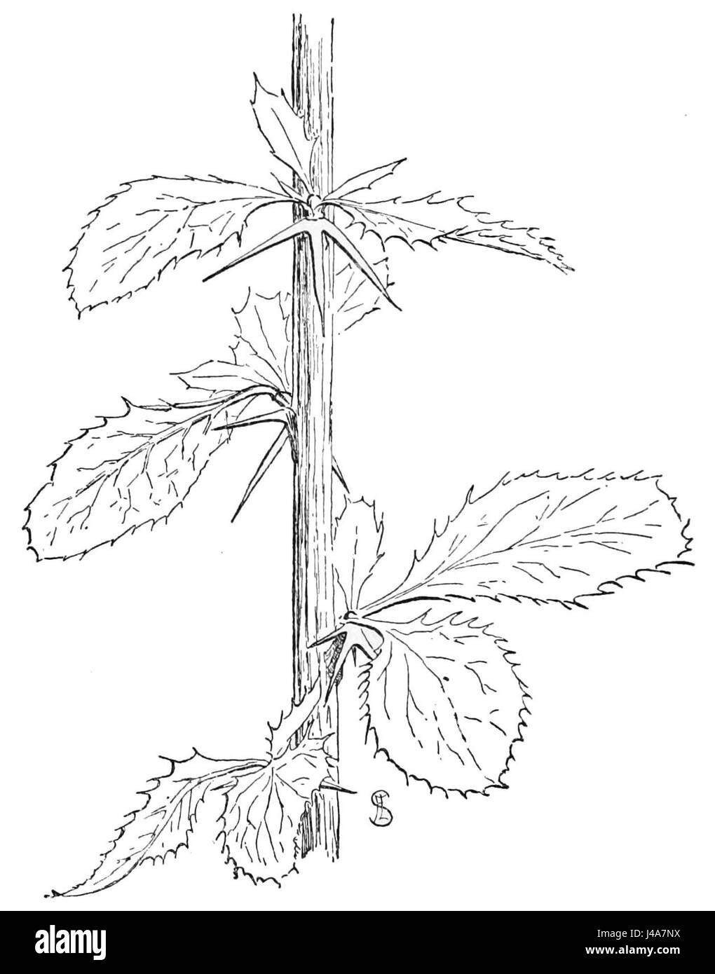 Popular cultivation plant Cut Out Stock Images & Pictures - Alamy