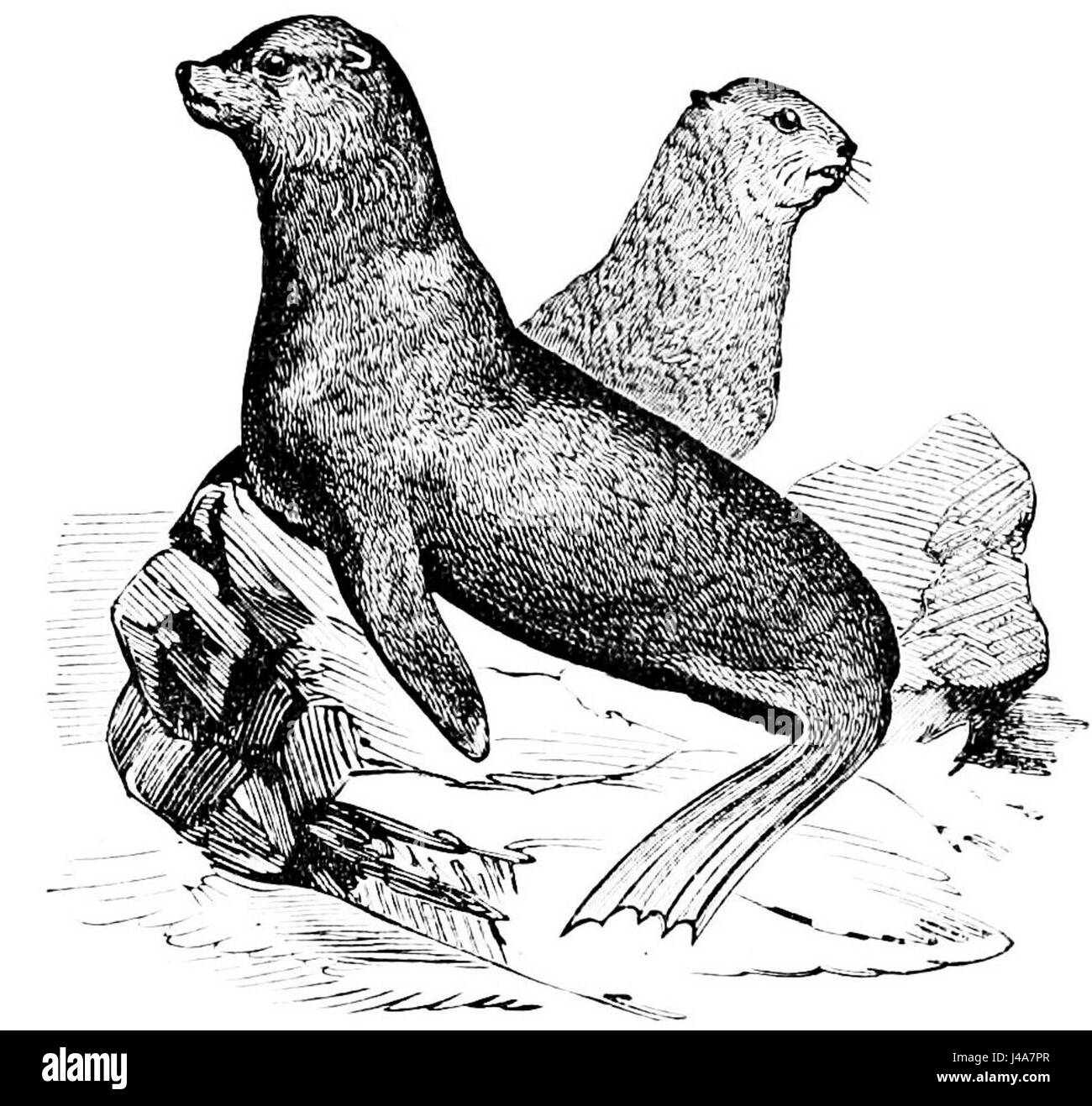 PSM V34 D349 The northern sea bear otavia ursina Stock Photo - Alamy