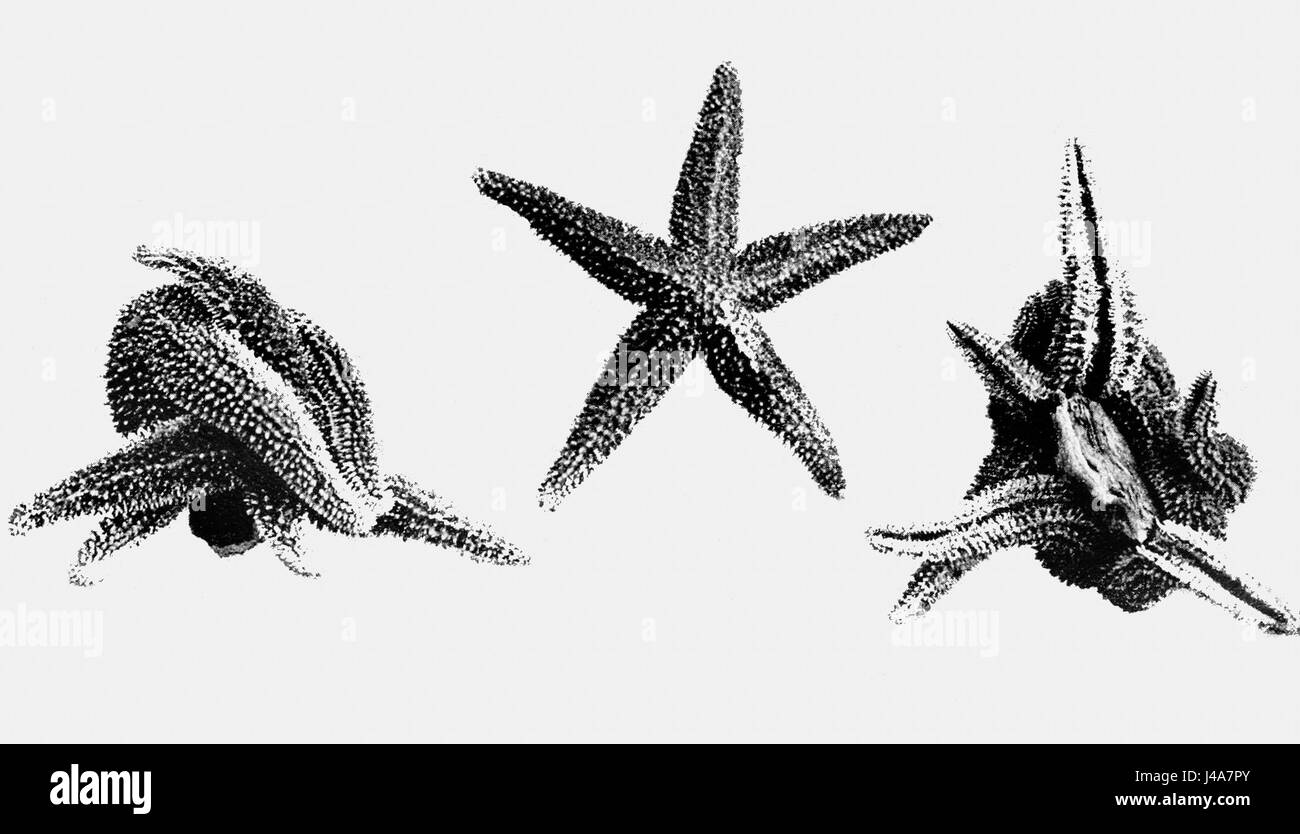 Damage to marine life Black and White Stock Photos & Images - Alamy