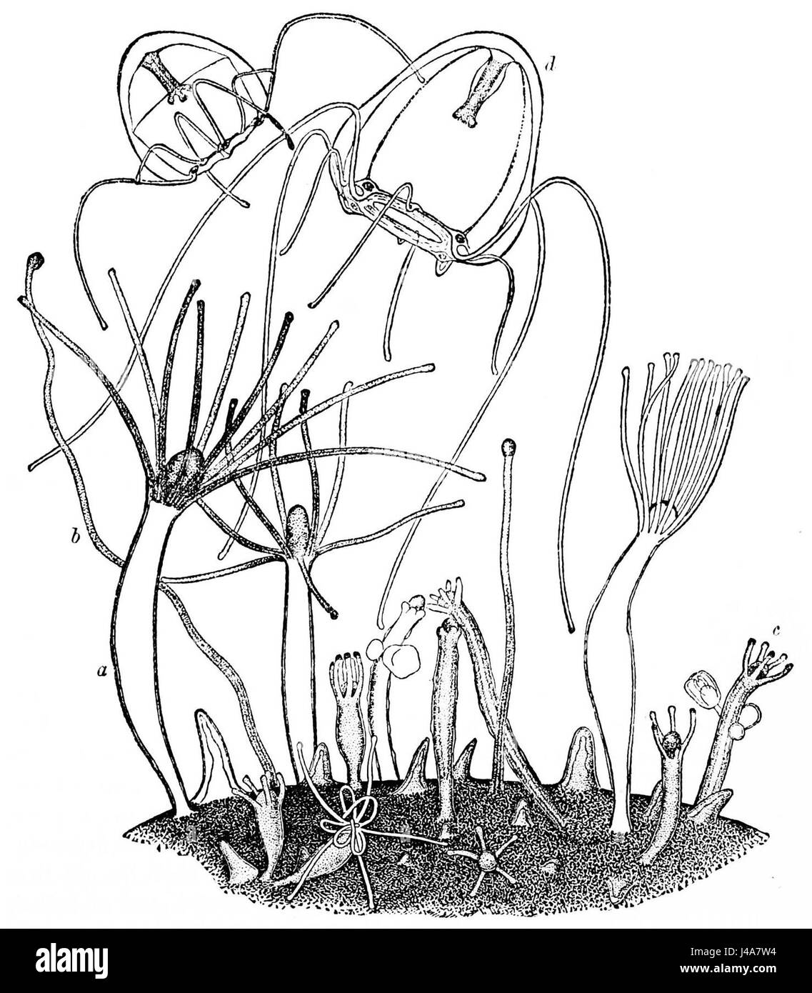 Hydroid colony hi-res stock photography and images - Alamy