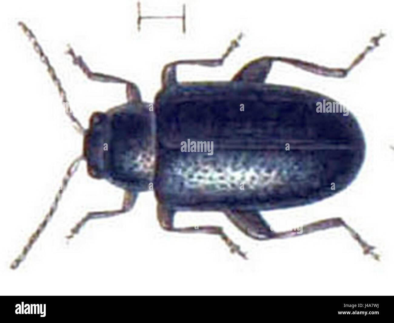 Flea morphology hi-res stock photography and images - Alamy