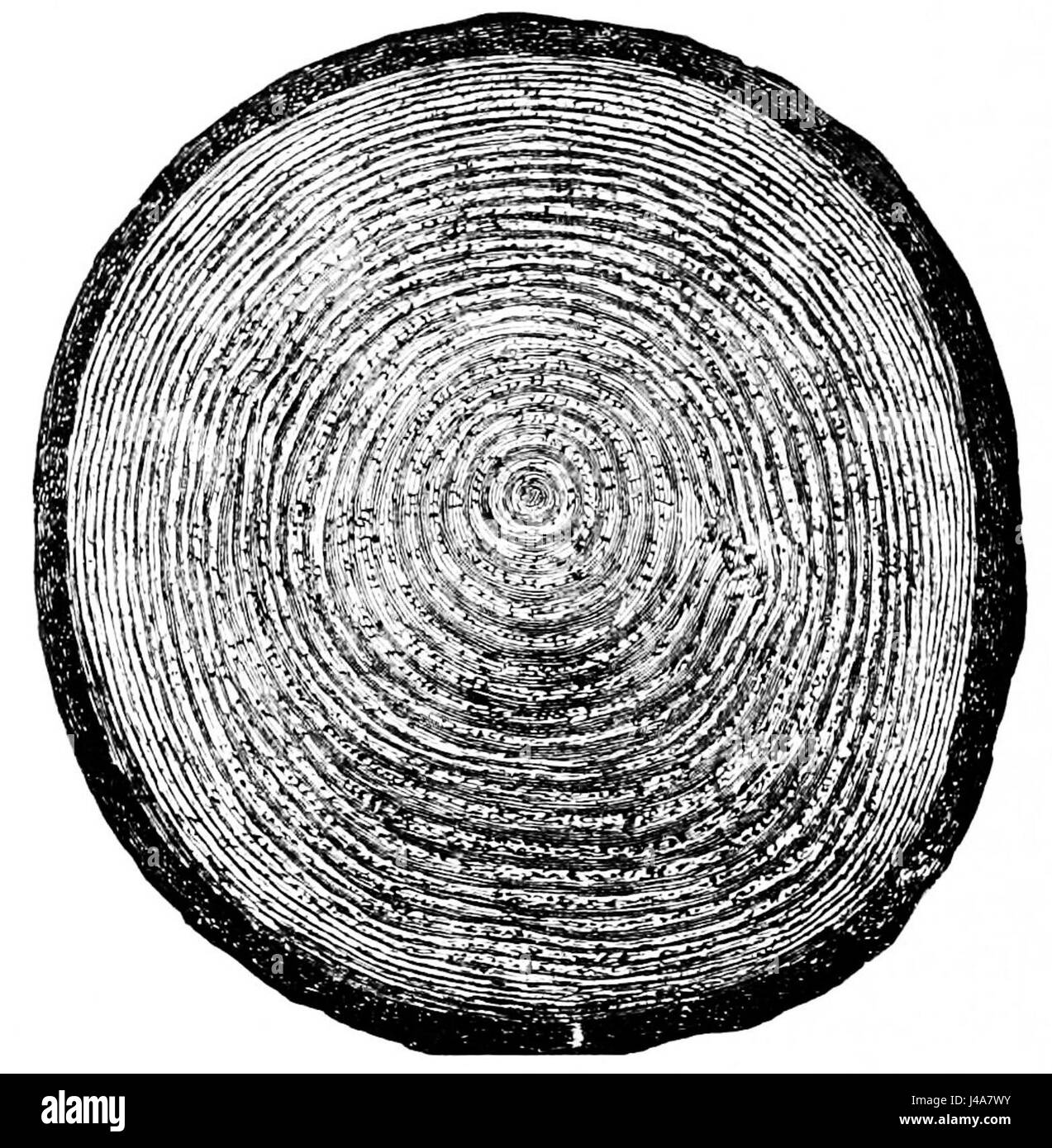 This image illustrates the annual ring growth of trees, highlighting ...