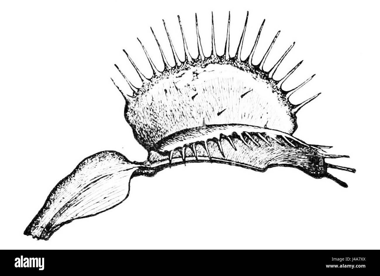 Venus flytrap known dionaea hi-res stock photography and images - Alamy