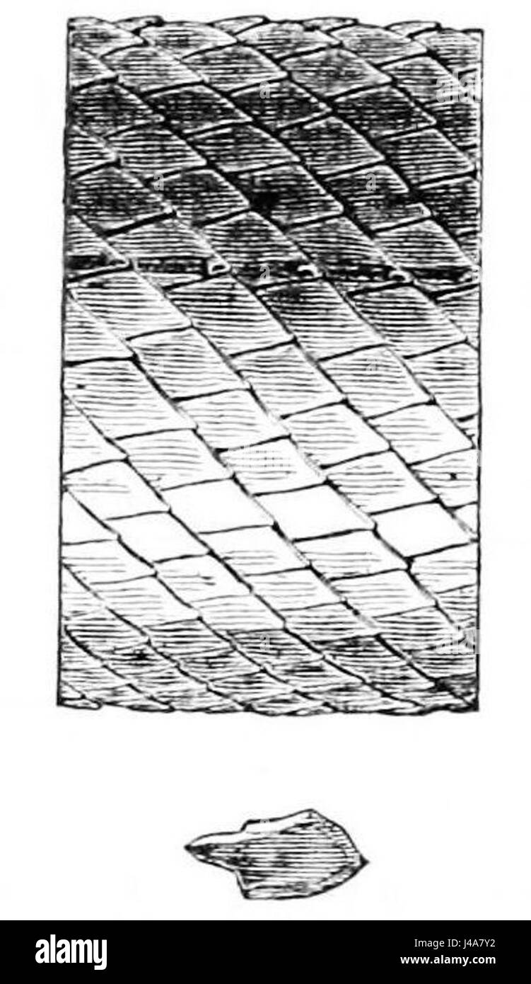 The image likely depicts a detailed illustration or study of the side ...