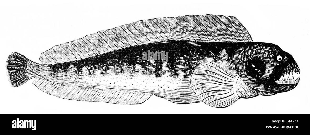 This illustration depicts the sea wolf, a creature from folklore, often ...