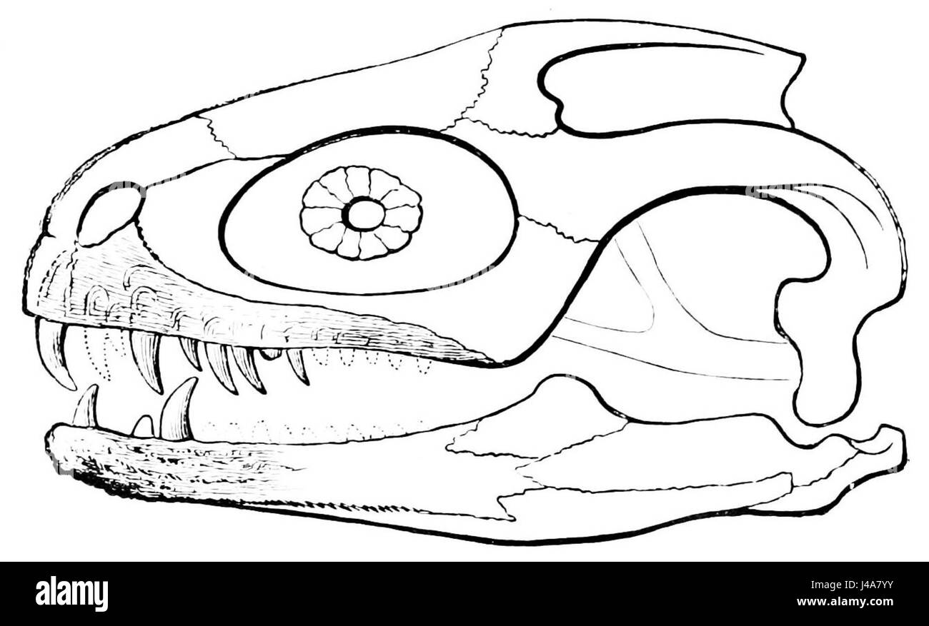 PSM V34 D486 Head of megalosaurus Stock Photo - Alamy