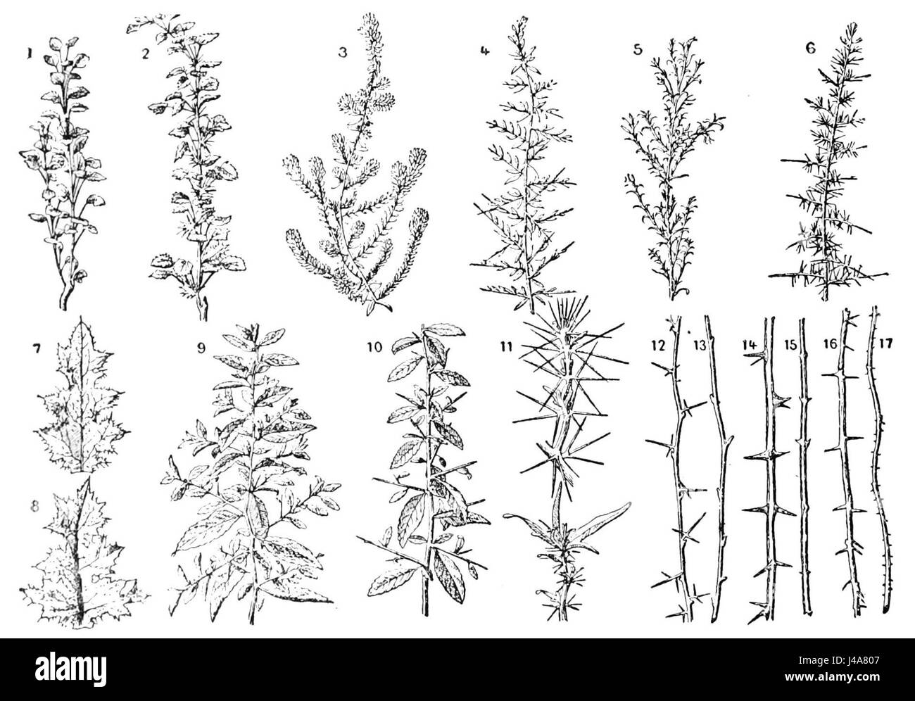 Thicket thorn Cut Out Stock Images & Pictures - Alamy