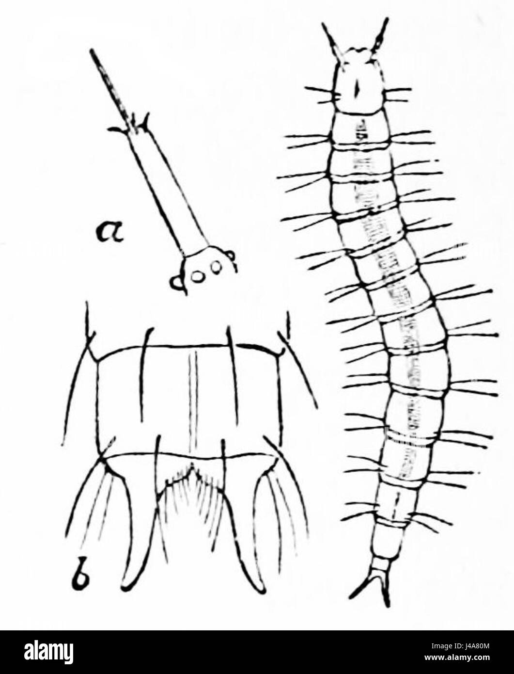 Flea life cycle Black and White Stock Photos & Images - Alamy