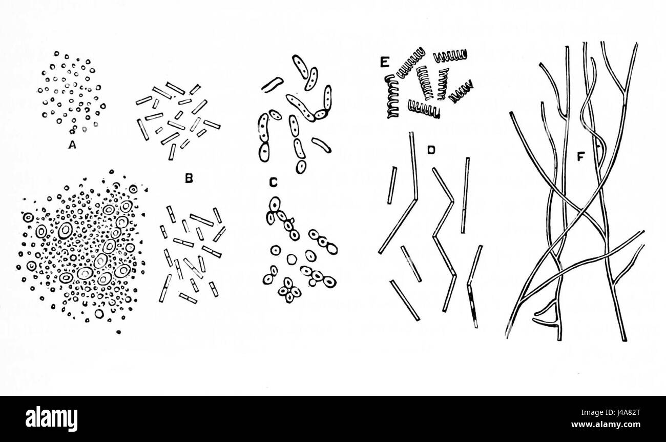 Primordial earth hi-res stock photography and images - Alamy