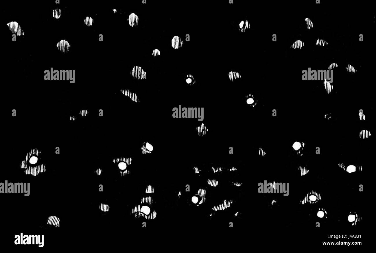 This image features a scientific study showing a rat puncturing a wood ...