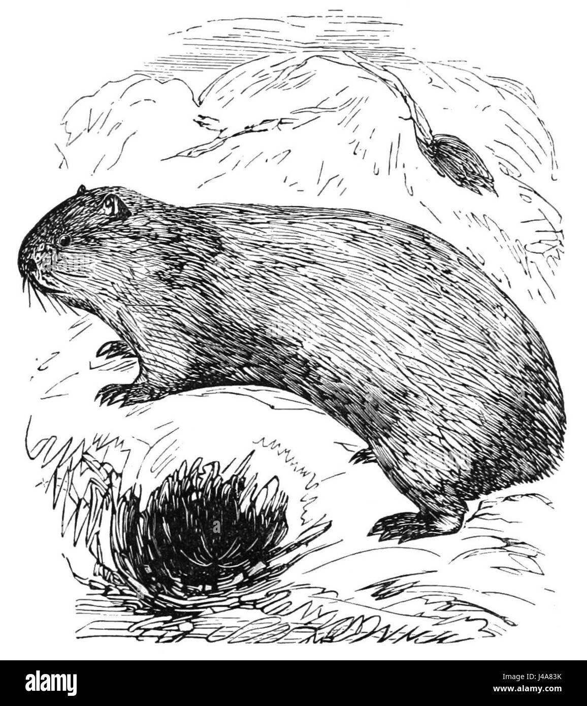 Old wombat Cut Out Stock Images & Pictures - Alamy