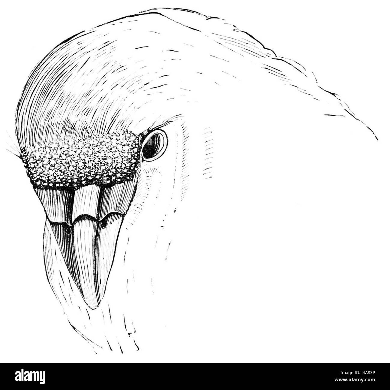 Educational bill Black and White Stock Photos & Images - Alamy