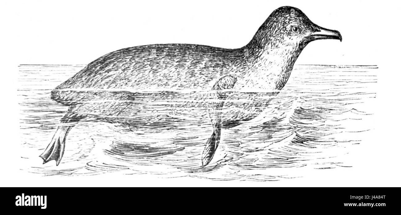 4 small fish Black and White Stock Photos & Images - Alamy